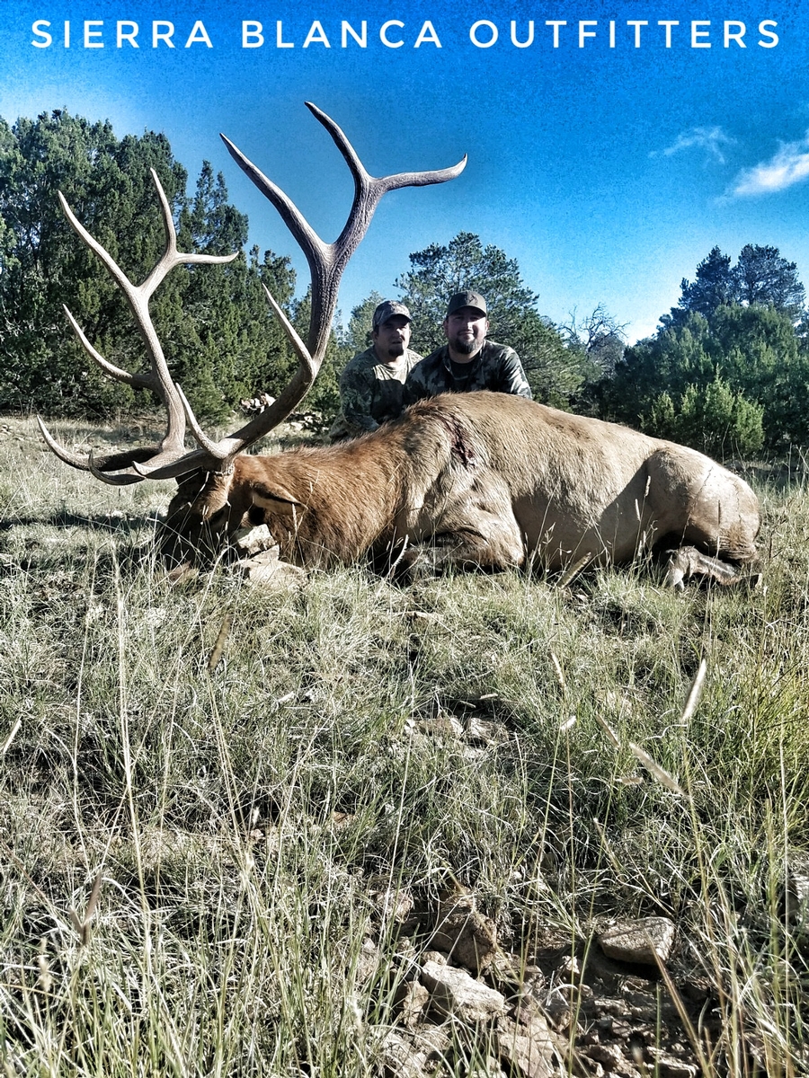 Page 5/13 - Elk Photo Gallery - Sierra Blanca Outfitters